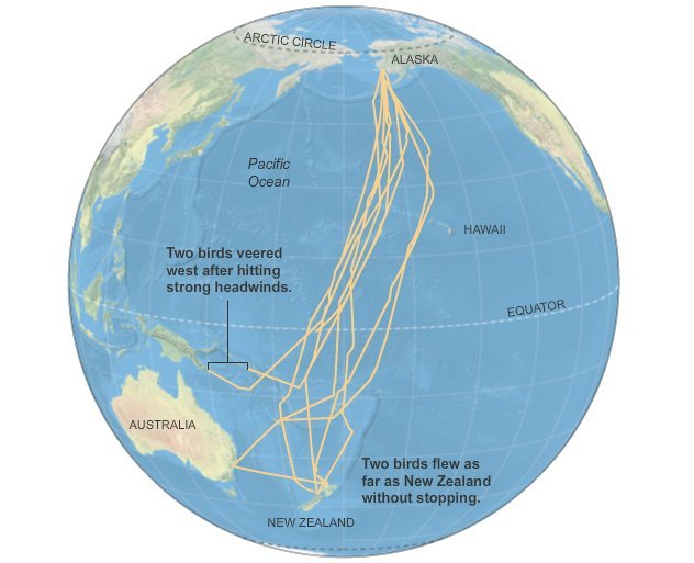 Bar-tailed Godwit migration