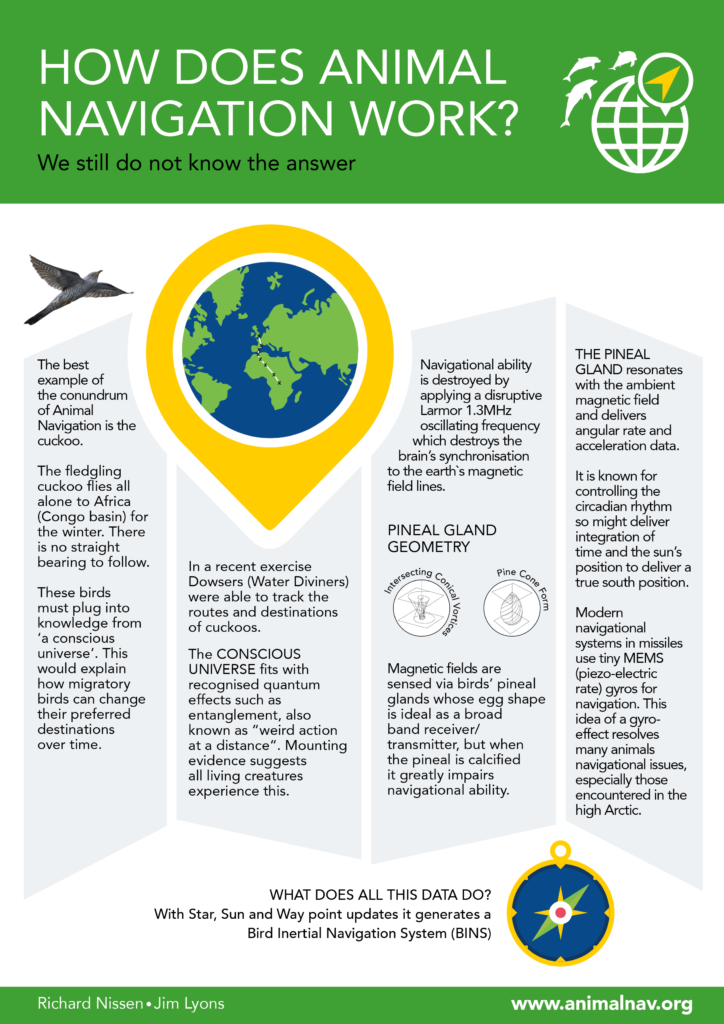 Animal Navigation poster for RIN19